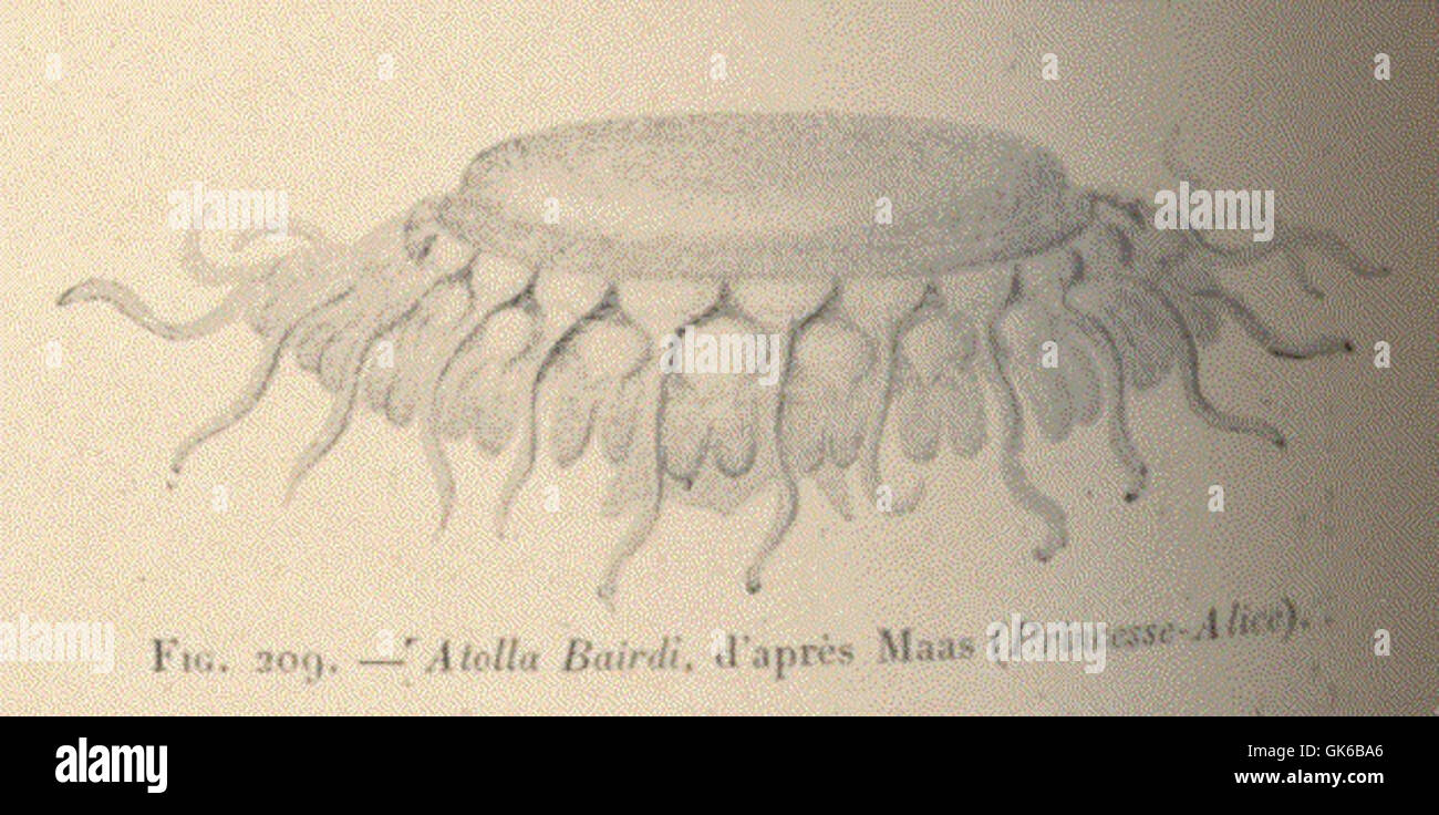 Atolla jellyfish hi-res stock photography and images - Alamy