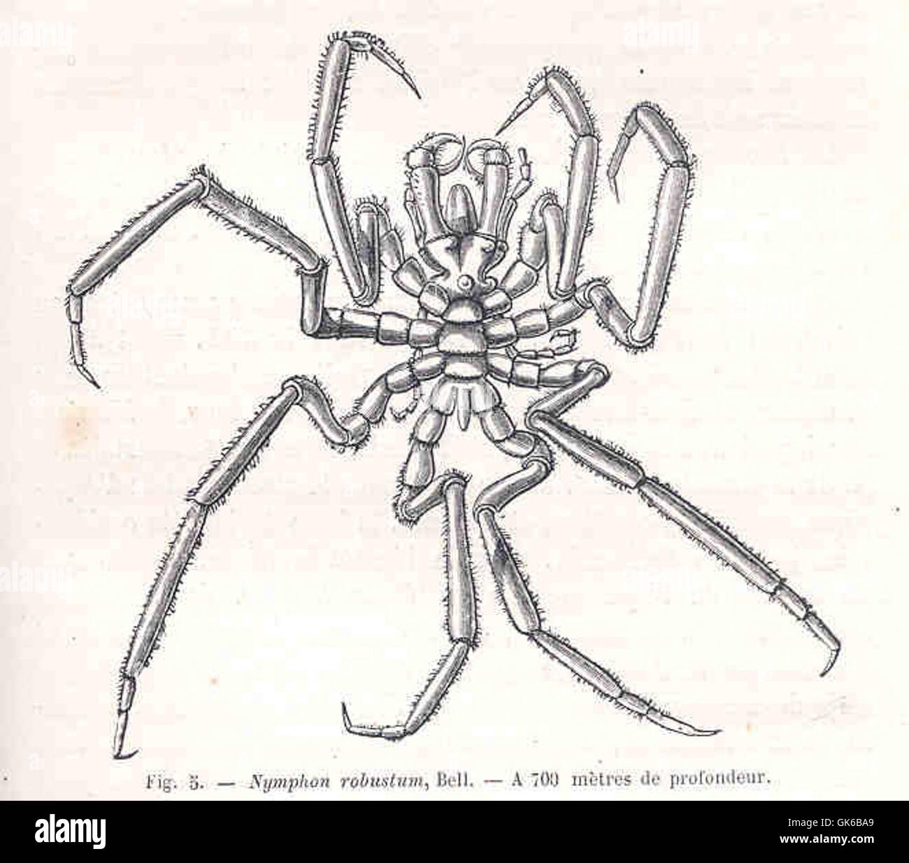*Nymphon robustum*, described by Bell, is a species of sea spider found ...