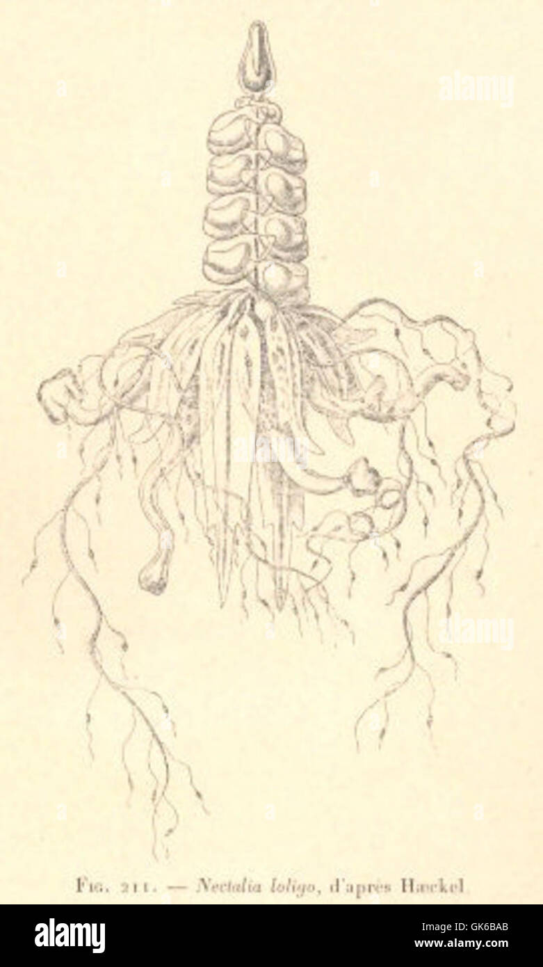 *Nectalia loligo* is a species of squid described by Hackel. Found in ...