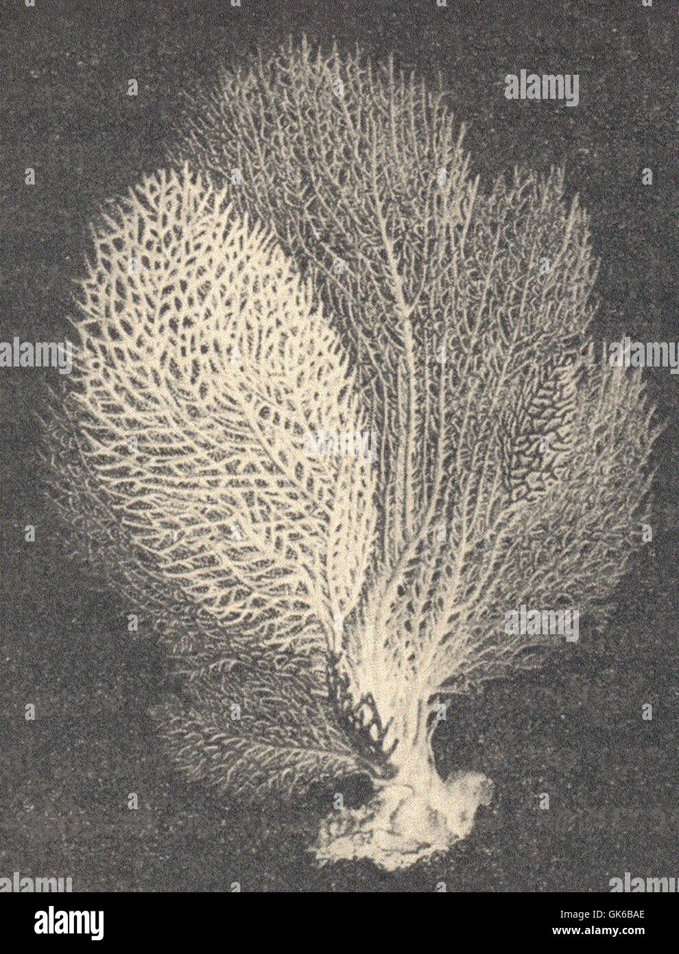 Gorgone delicate hi-res stock photography and images - Alamy