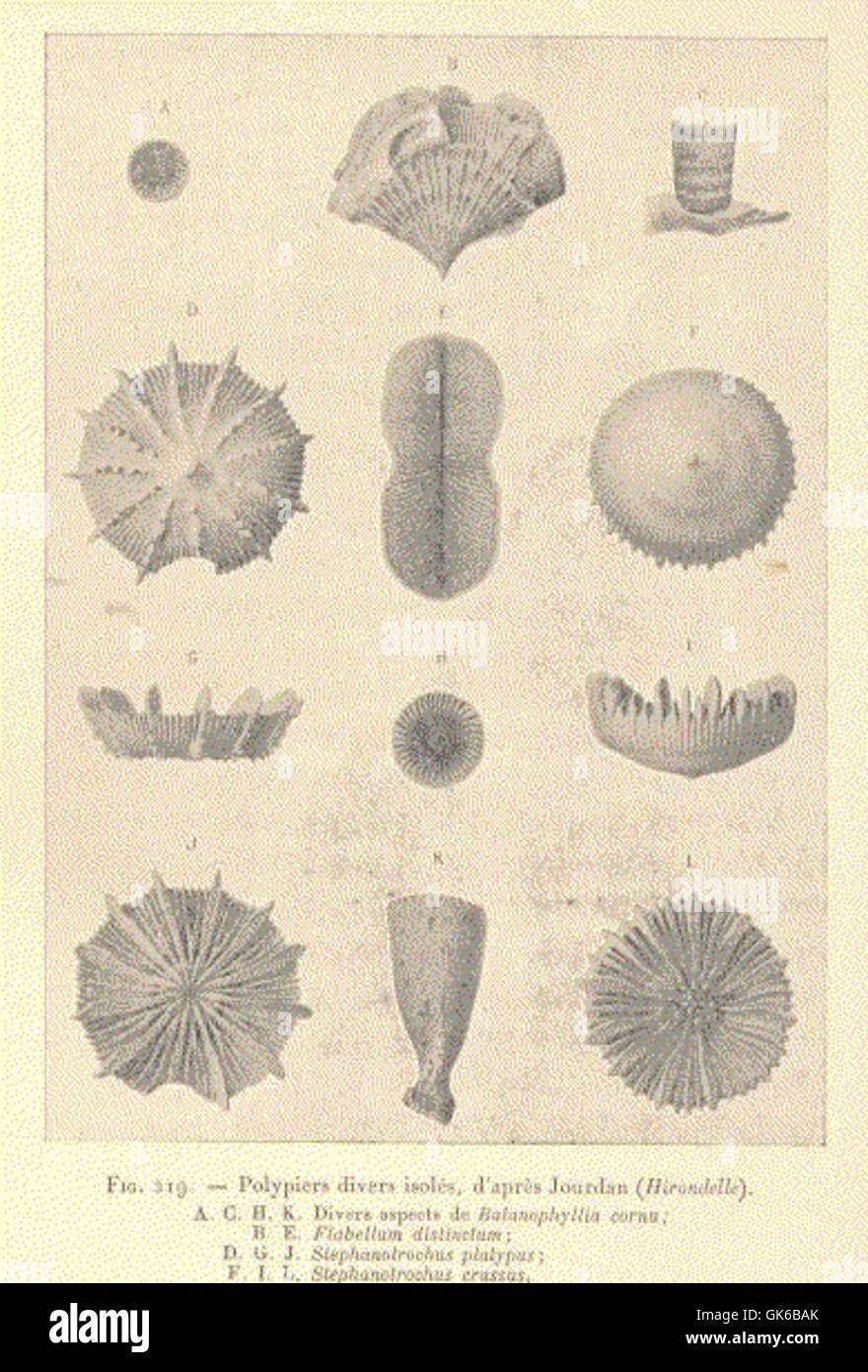 Diverse polyps hi-res stock photography and images - Alamy