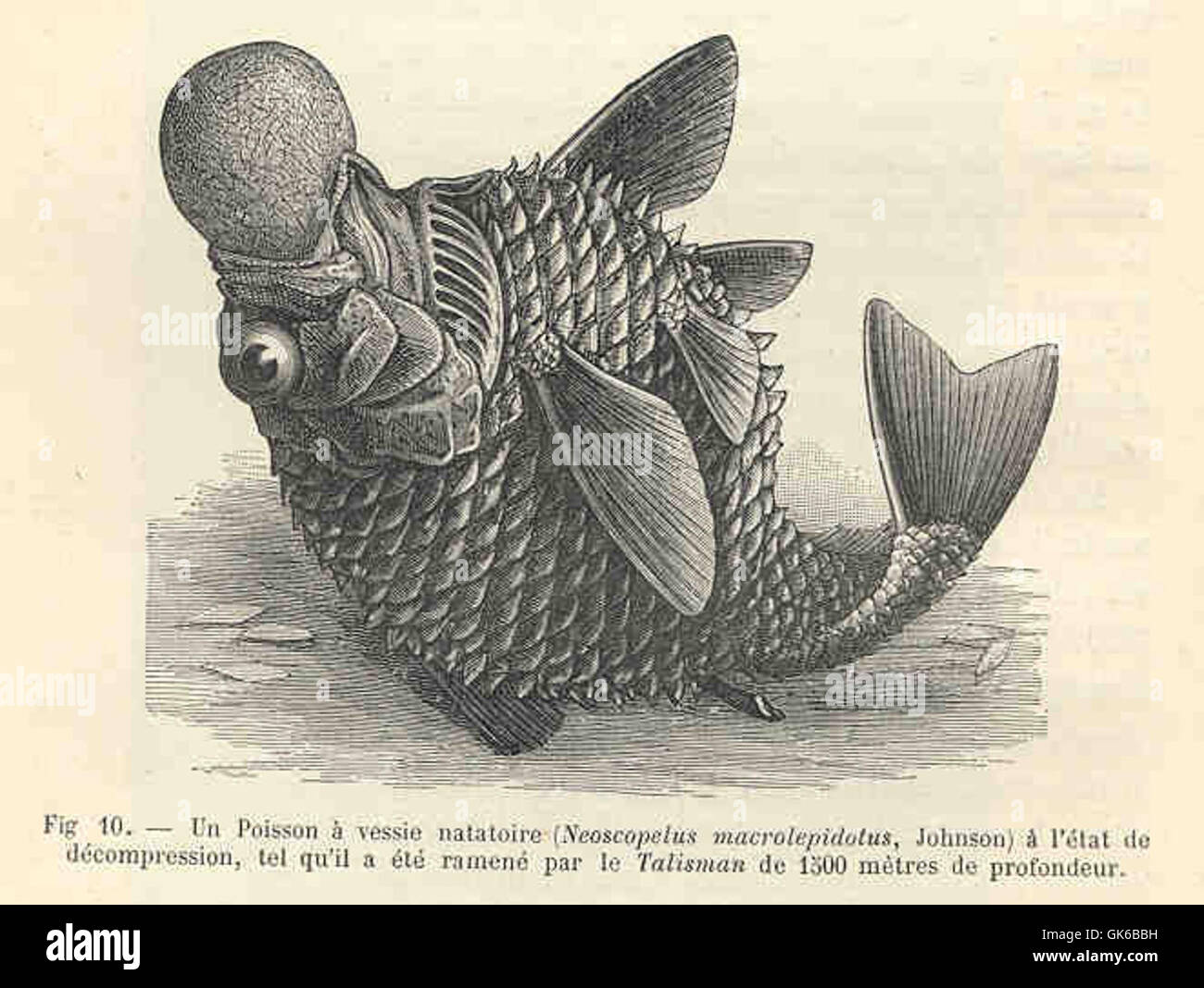 Newoscopelus macrolepidotus, also known as the swimming bladder fish ...