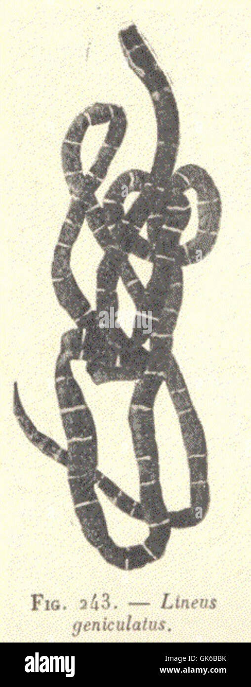 Lineus geniculatus hi-res stock photography and images - Alamy