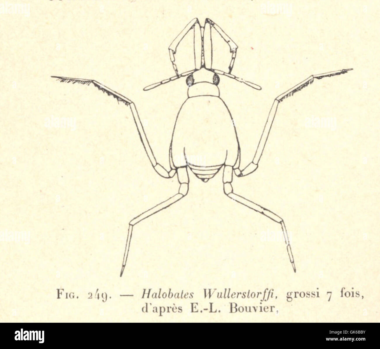 Halobates wallerstorffi, as described by E.L. Bouvier, is a species of ...