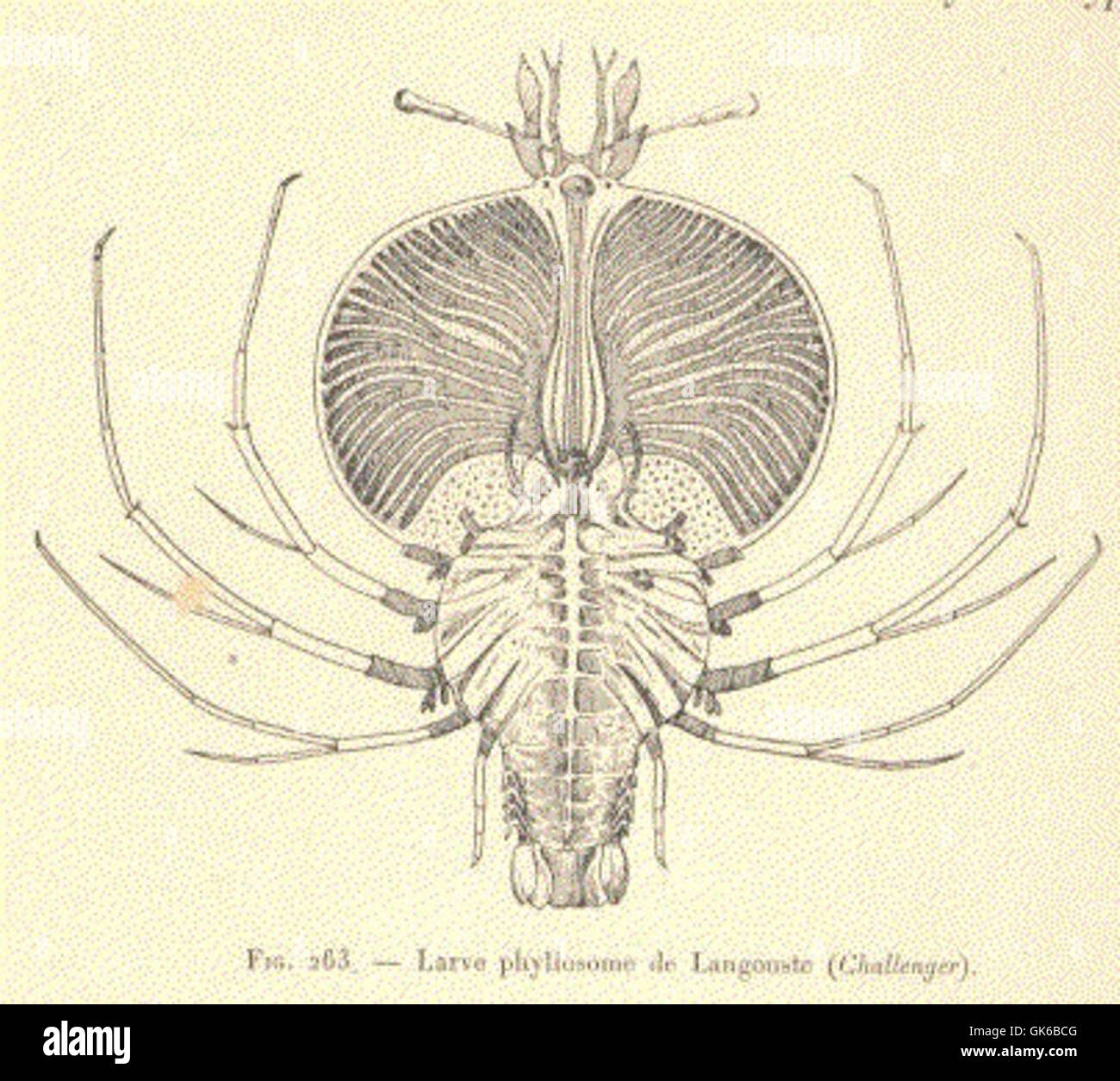 Phyllosome larva of the spiny lobster, captured by the Challenger ...