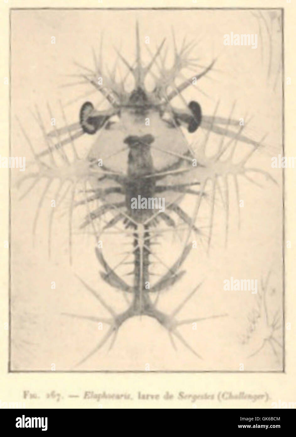 The *Elaphocaris* larvae, part of the *Sergestes* genus, were ...