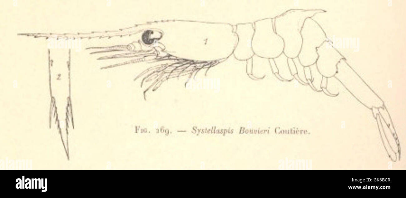 Shrimp exoskeleton hi-res stock photography and images - Alamy