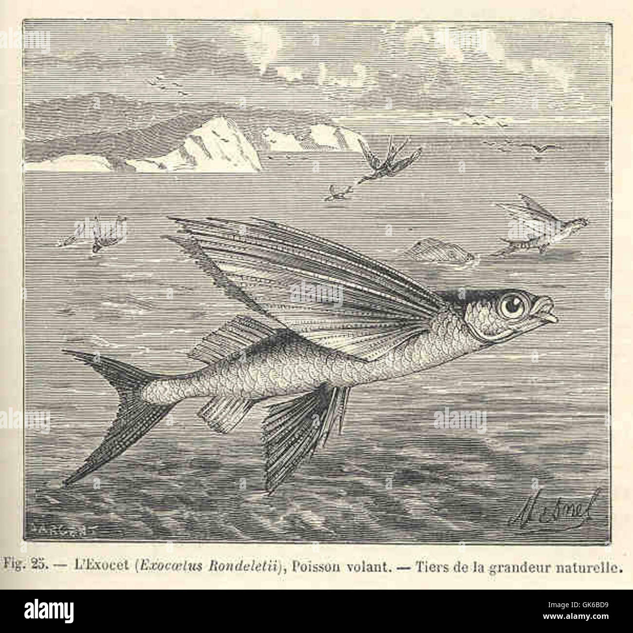 34600 Exocet (Exocaelus rondeletii), Poisson volant Stock Photo - Alamy