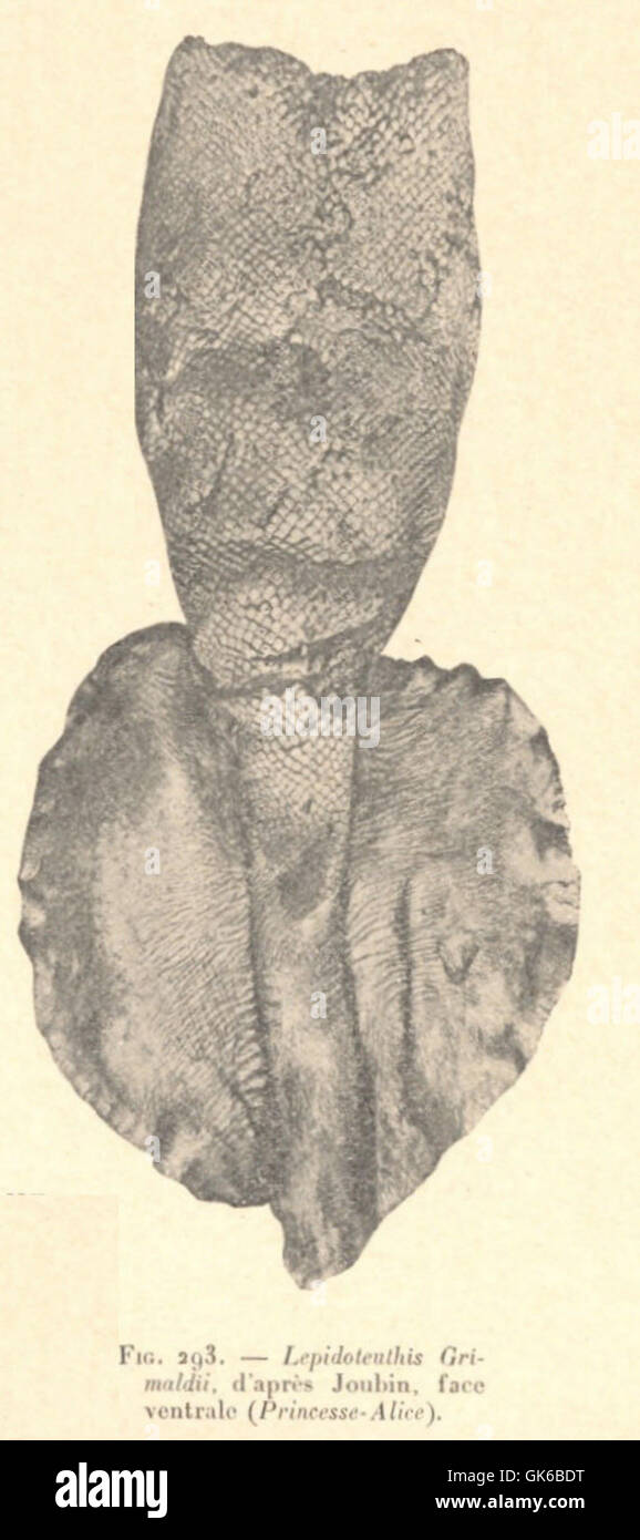 Lepidoteuthis Grimaldi, as described by Joubin, is shown in its ventral ...