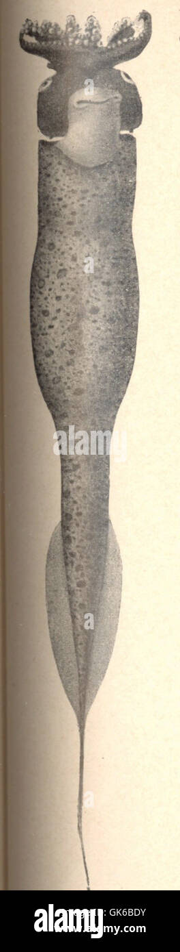 53379 Taonius paso Lesueur, d'apres Joubin, face ventrale (Princesse ...