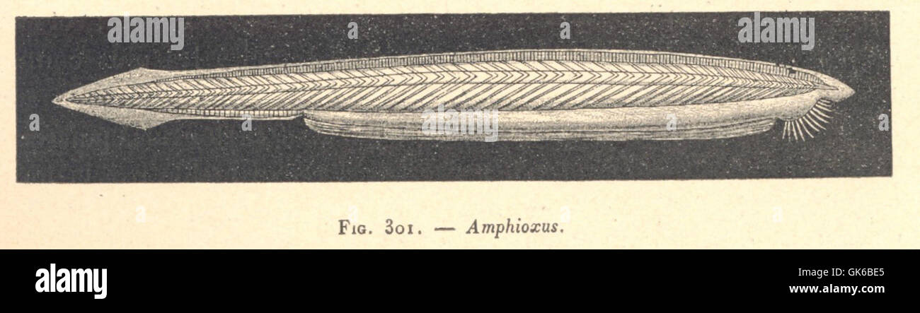 Amphioxus hi-res stock photography and images - Alamy