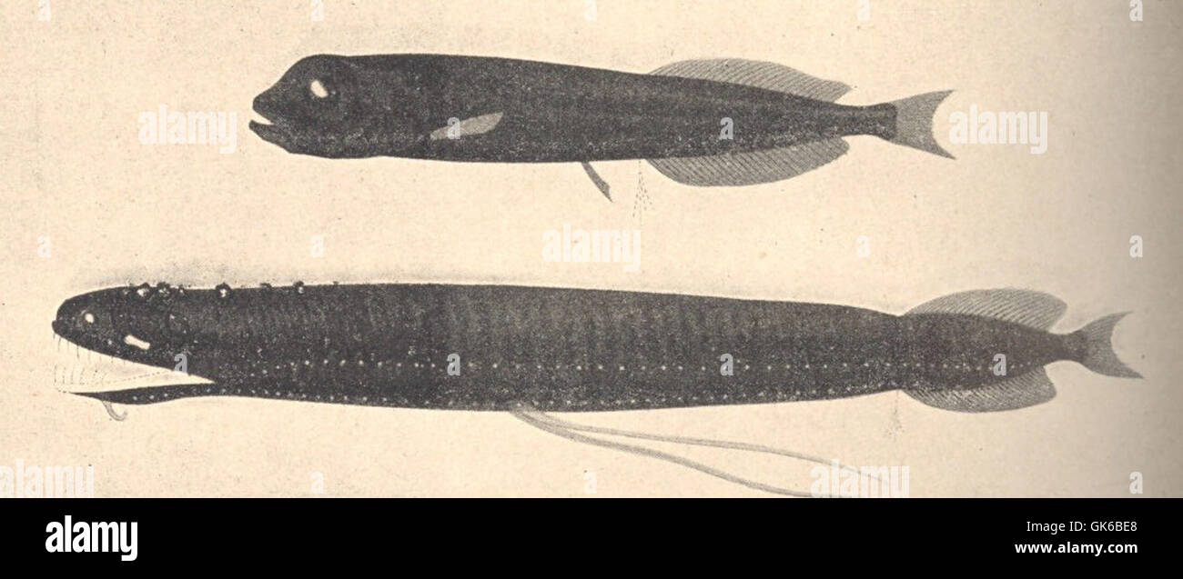 Xenodermichthys socialis and Photostomias guernei, two species of deep ...