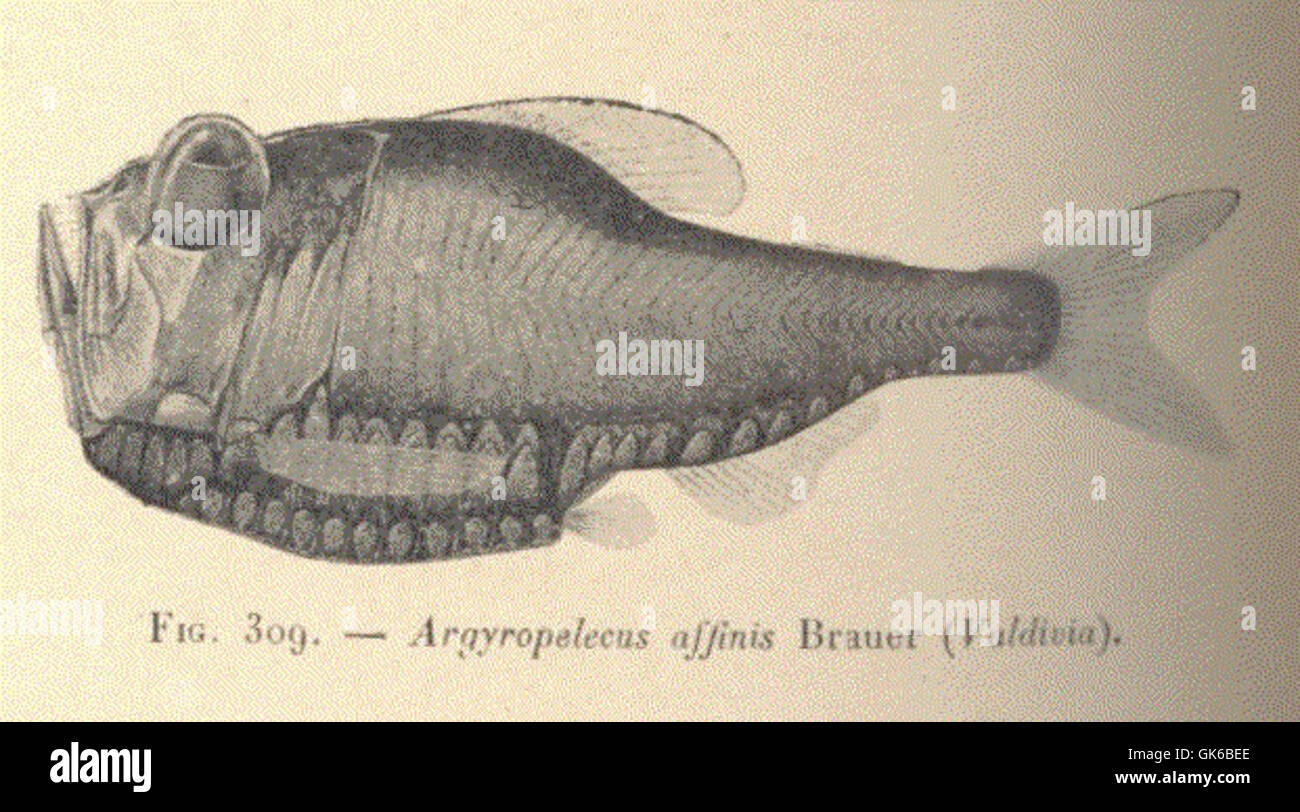 Deep sea hatchetfish hi-res stock photography and images - Alamy