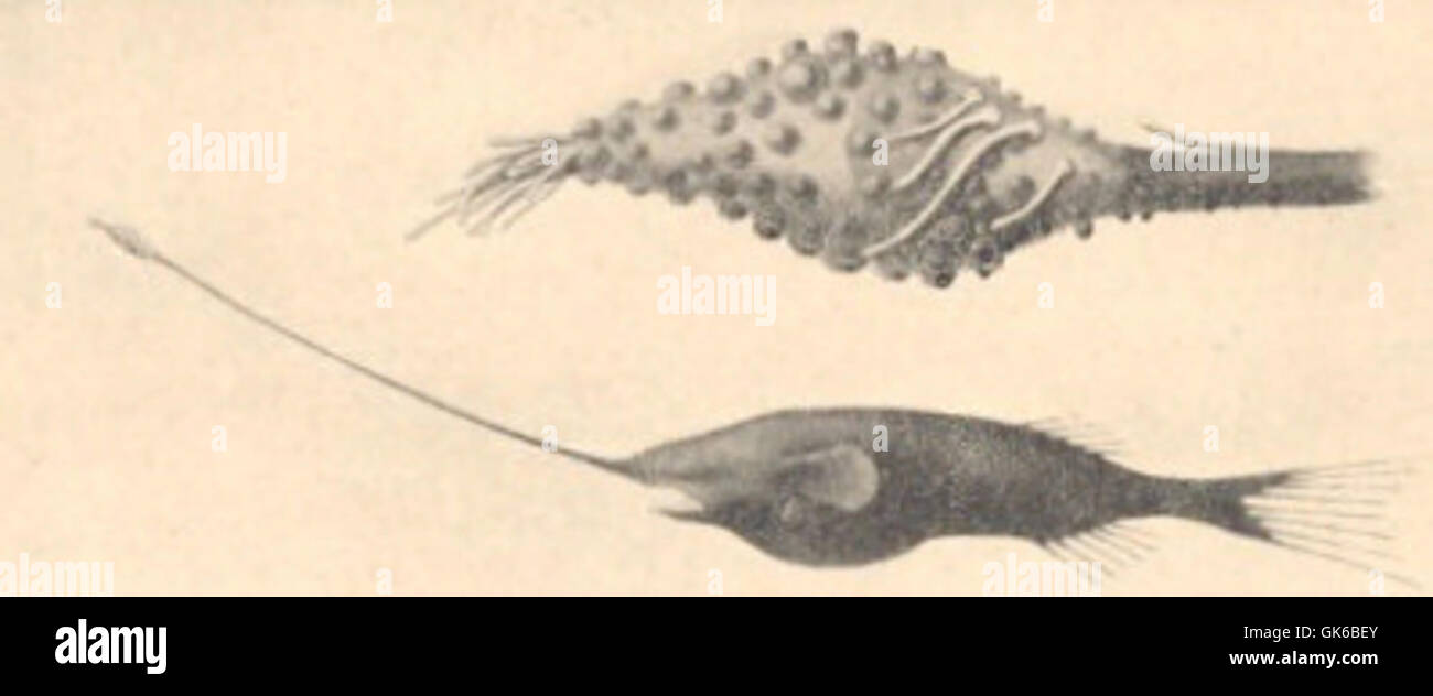 Gigantactis vanhaffeni is a species of deep-sea fish known for its ...