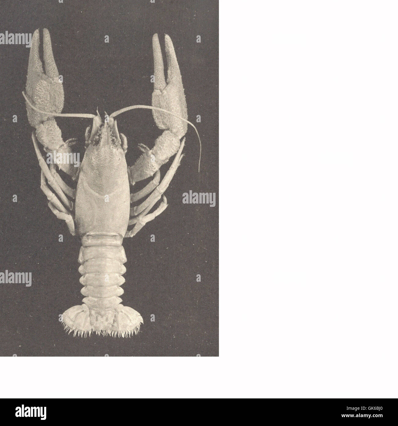 The specimen labeled '53475 Astacus gambelii connectens Faxon Male Type ...