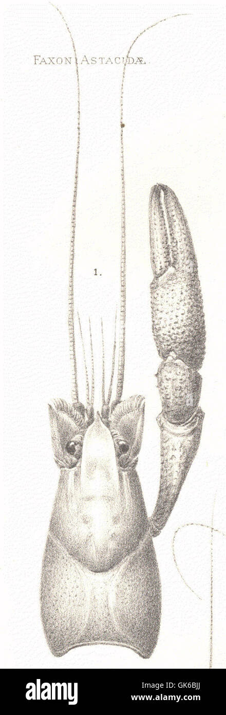 Cambarus cubensis, also known as the Cuban crayfish, is a freshwater ...