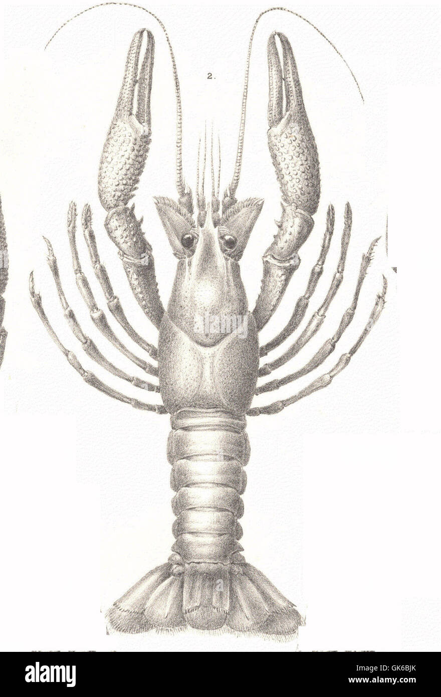 Hag font hi-res stock photography and images - Alamy