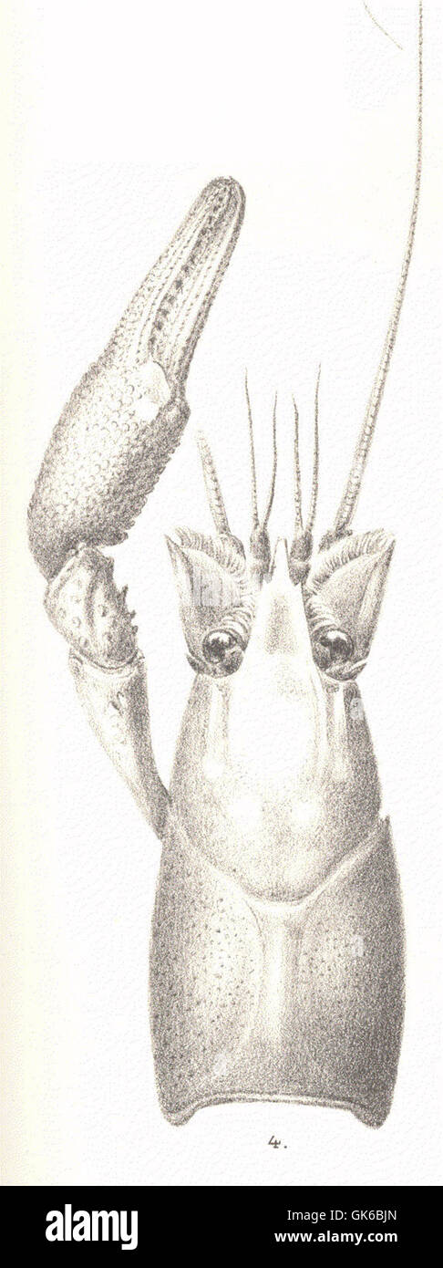 53491 Cambarus fallax Hag Male, form I Type Florida Stock Photo - Alamy