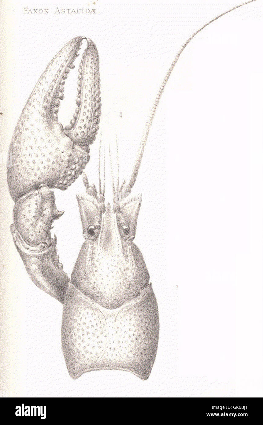 Cambarus harrisonii, also known as the Harrison's crayfish, is shown in ...