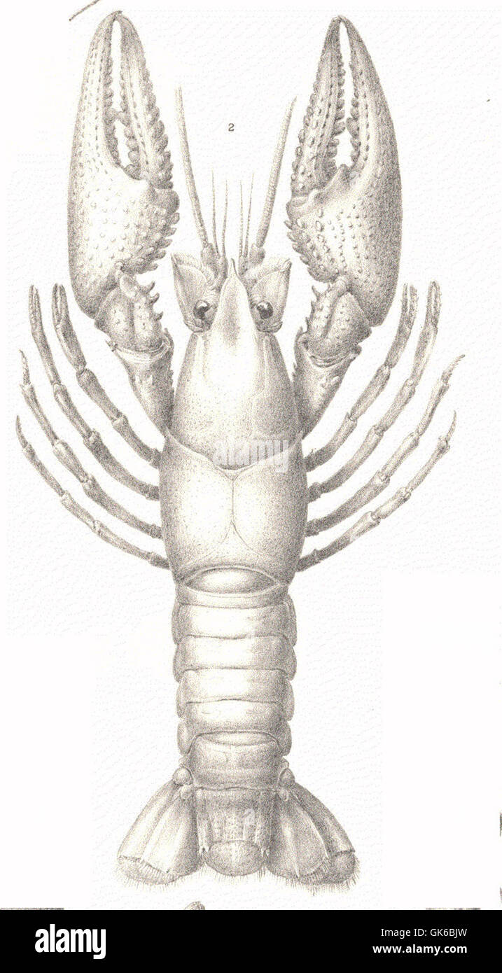 Showcasing distinct features Cut Out Stock Images & Pictures - Alamy