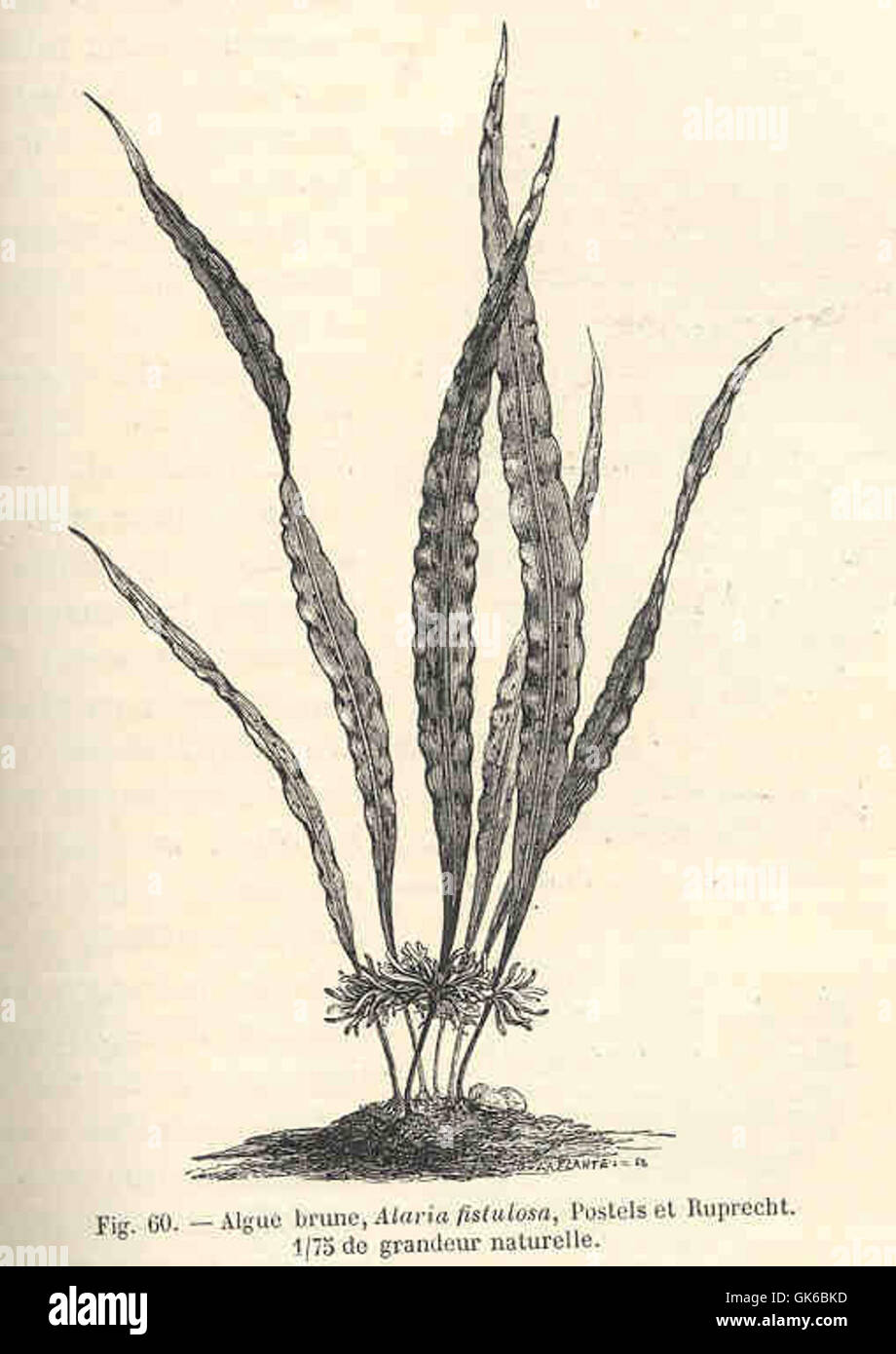 Alaria fistulosa, a brown algae species described by Postels and ...