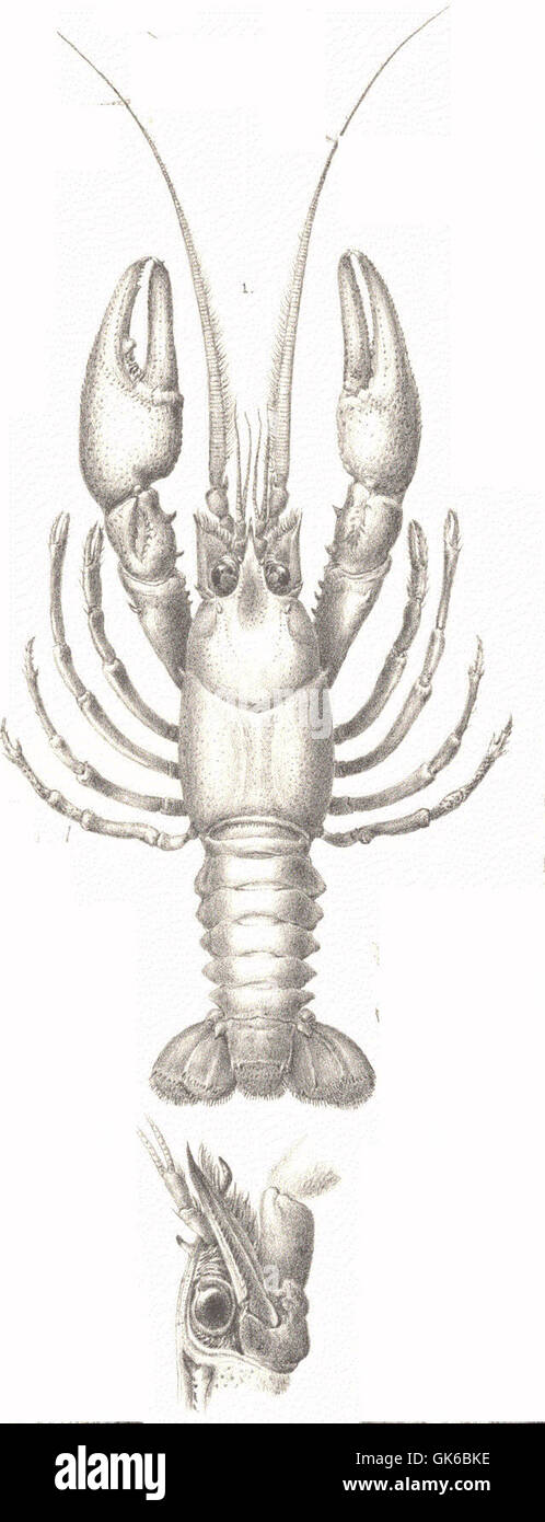 River form Cut Out Stock Images & Pictures - Alamy