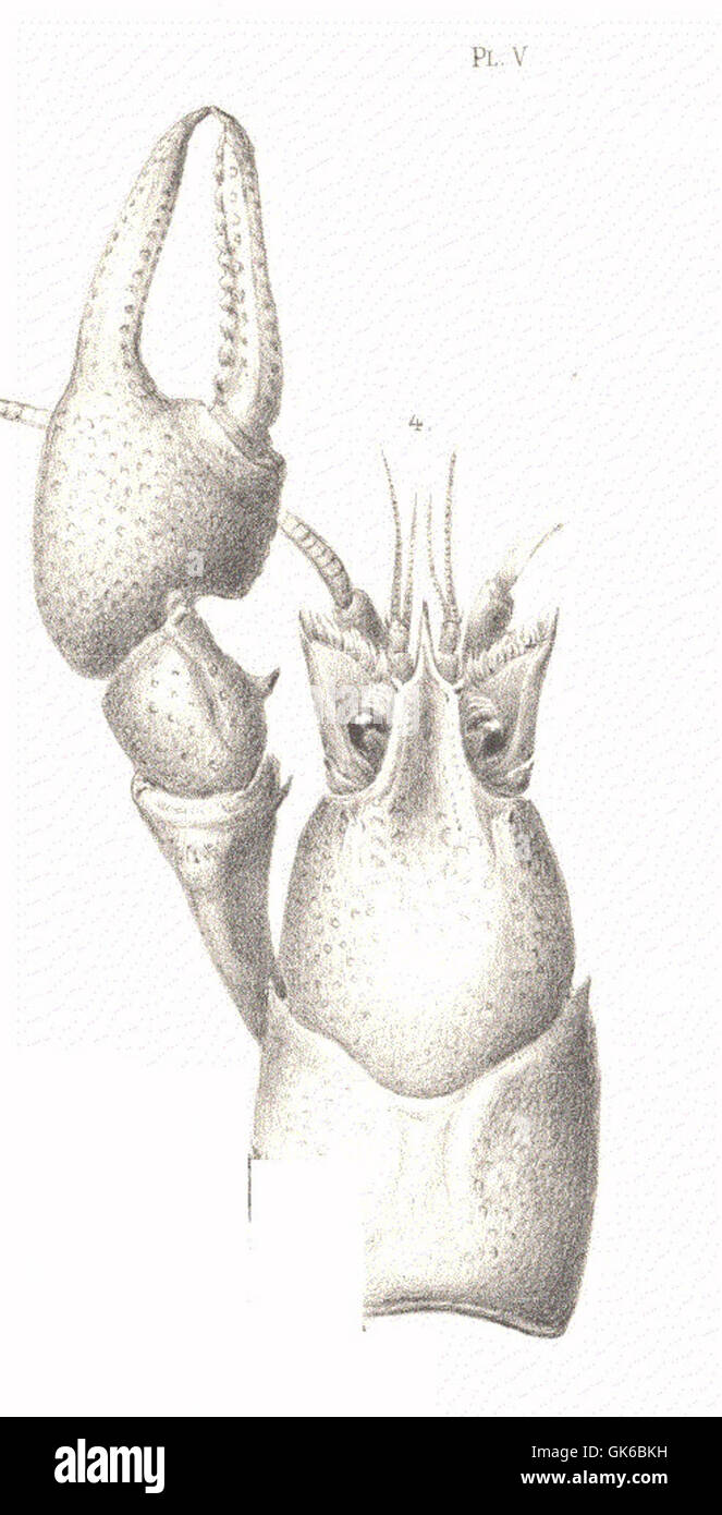 Forceps like hi-res stock photography and images - Alamy