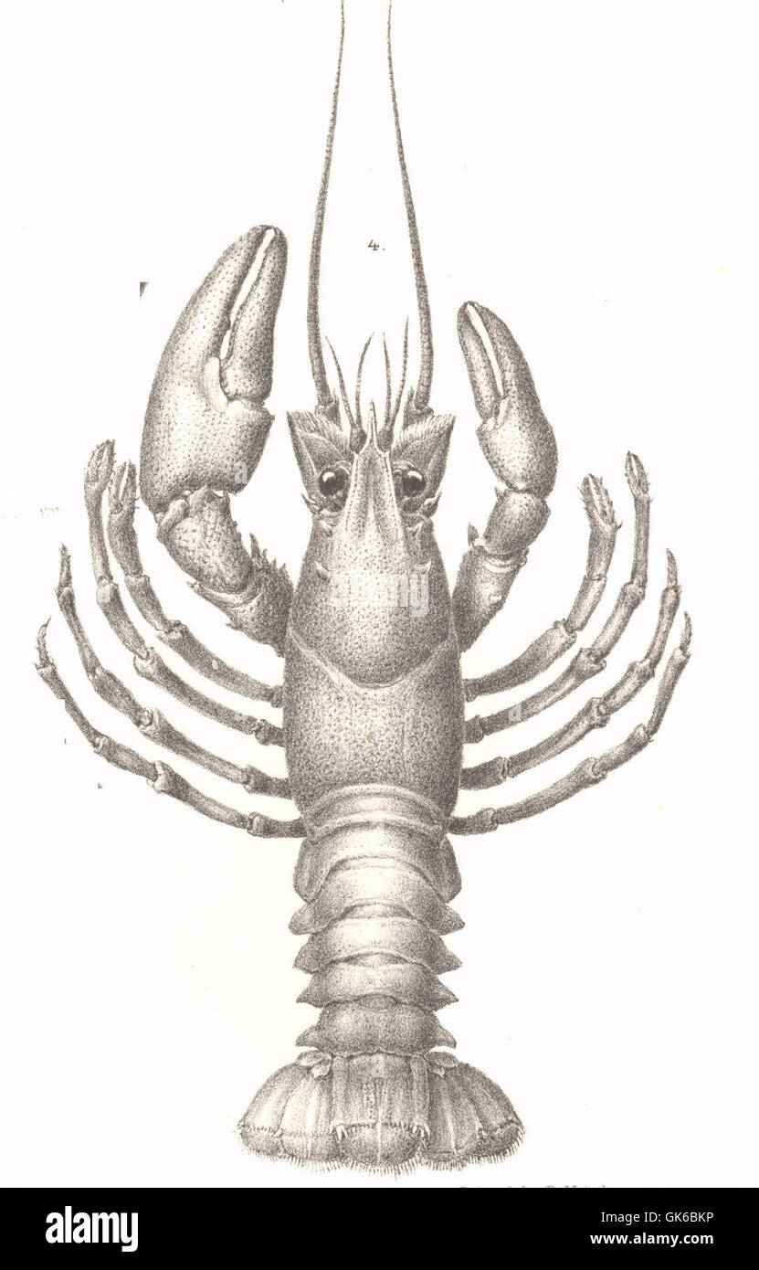 Invasive species signal crayfish hi-res stock photography and images ...