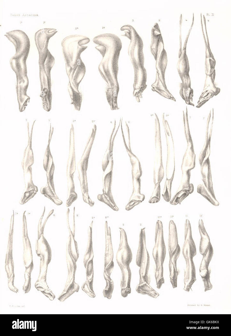 The first abdominal appendages of male crustaceans are detailed in this ...