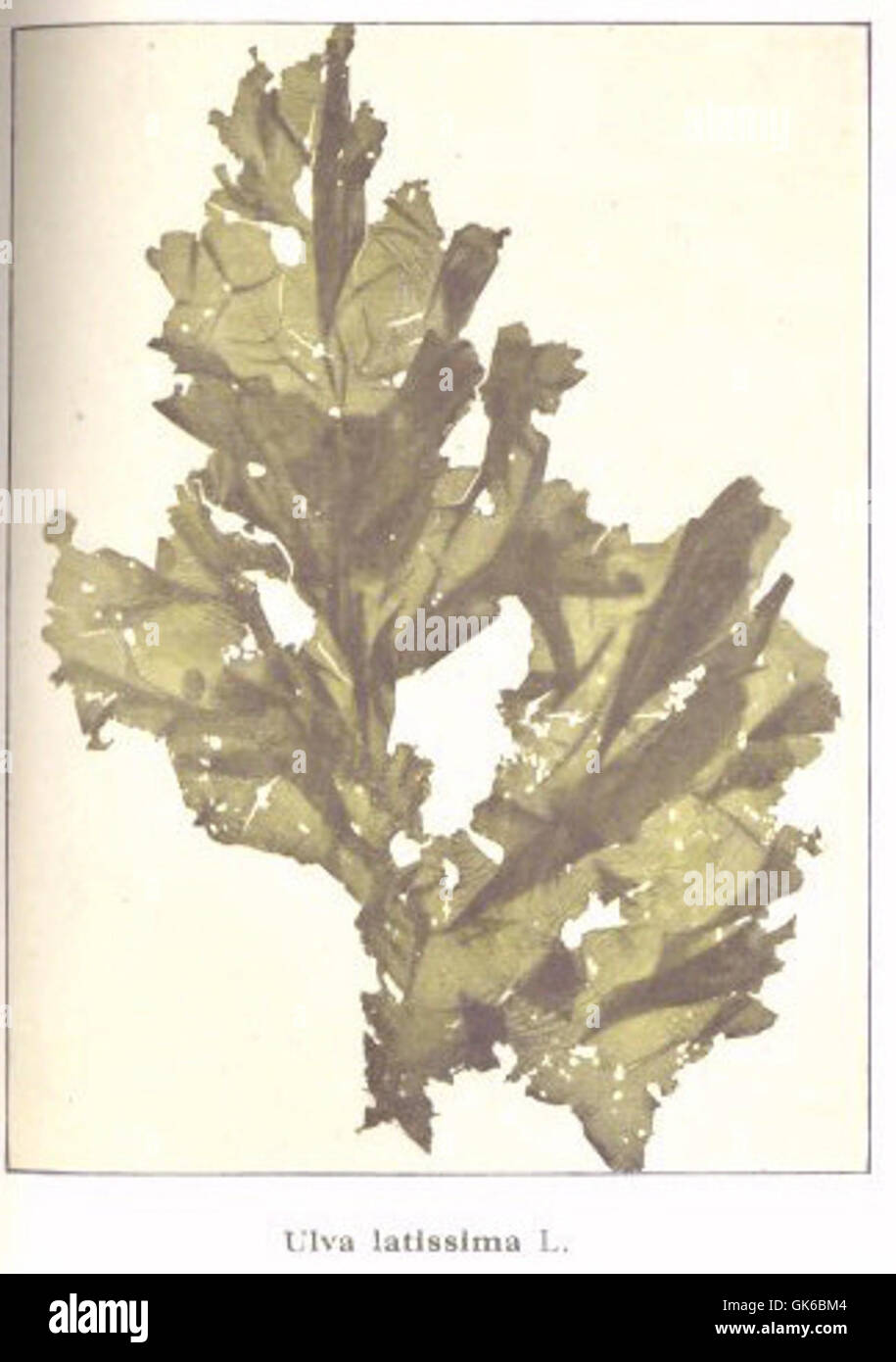 Ulva latissima, commonly known as sea lettuce, is a green algae species ...