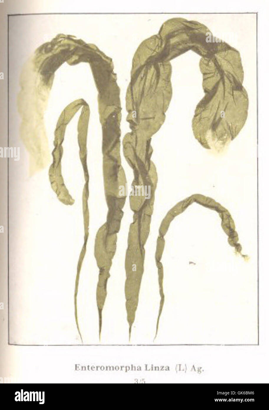 Enteromorpha linza hi-res stock photography and images - Alamy