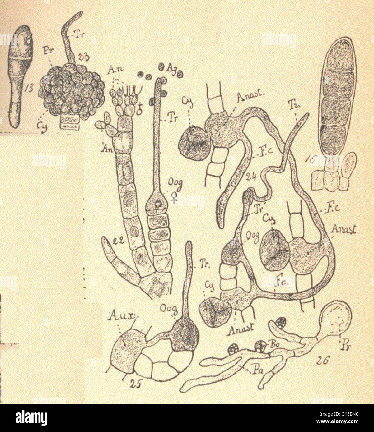 Nori cultivation hi-res stock photography and images - Alamy