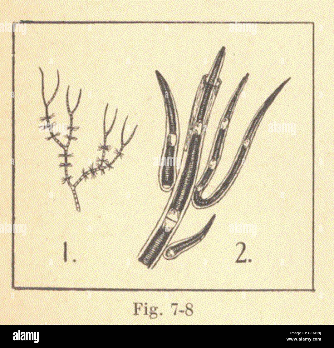 Microbial cyanobacteria hi-res stock photography and images - Alamy