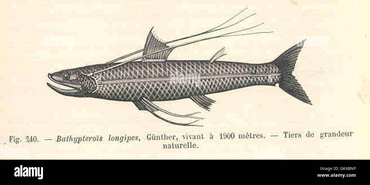 Bathypterois longipes, a deep-sea fish species discovered by Gunther ...