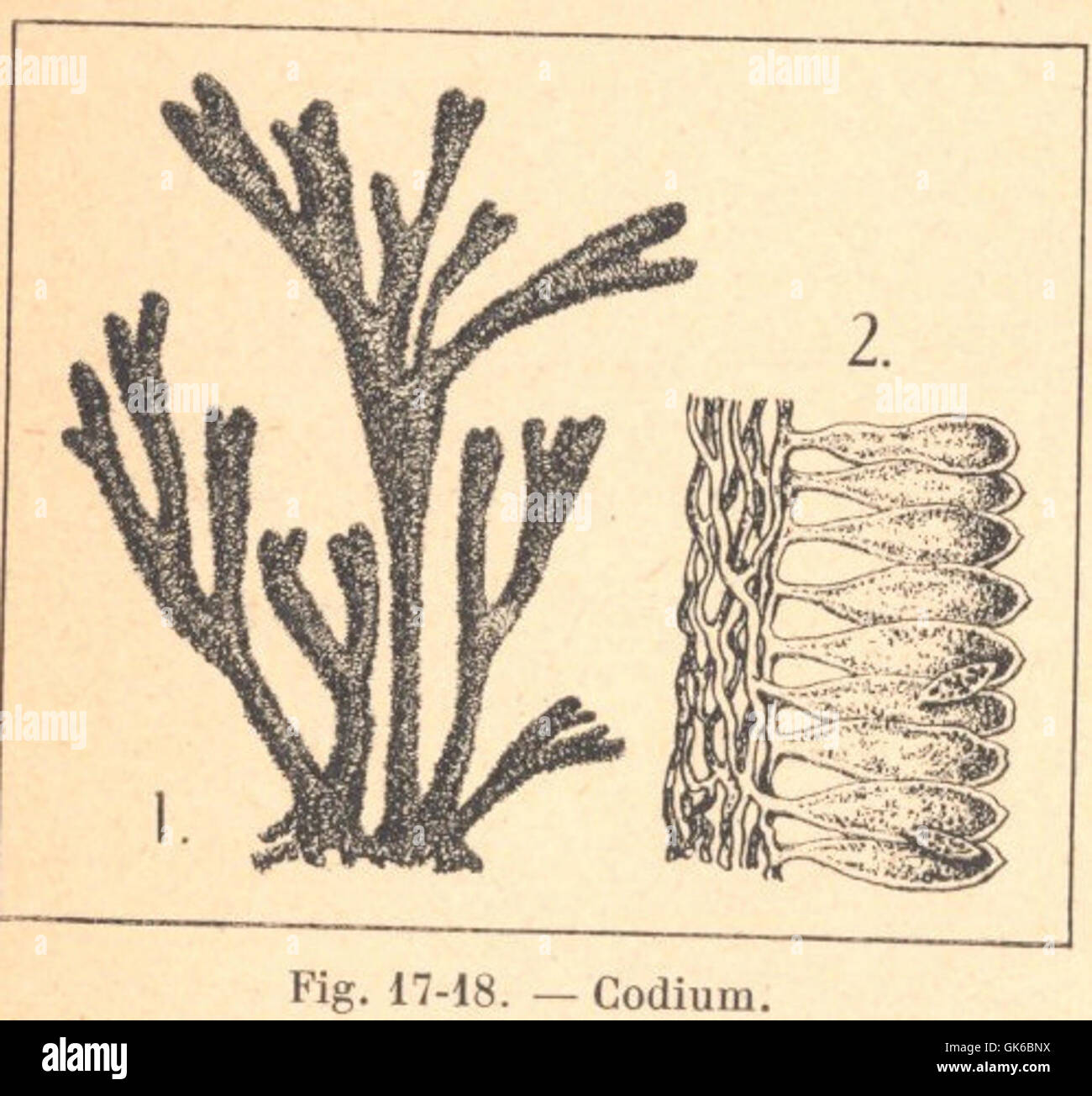 Codium hi-res stock photography and images - Alamy