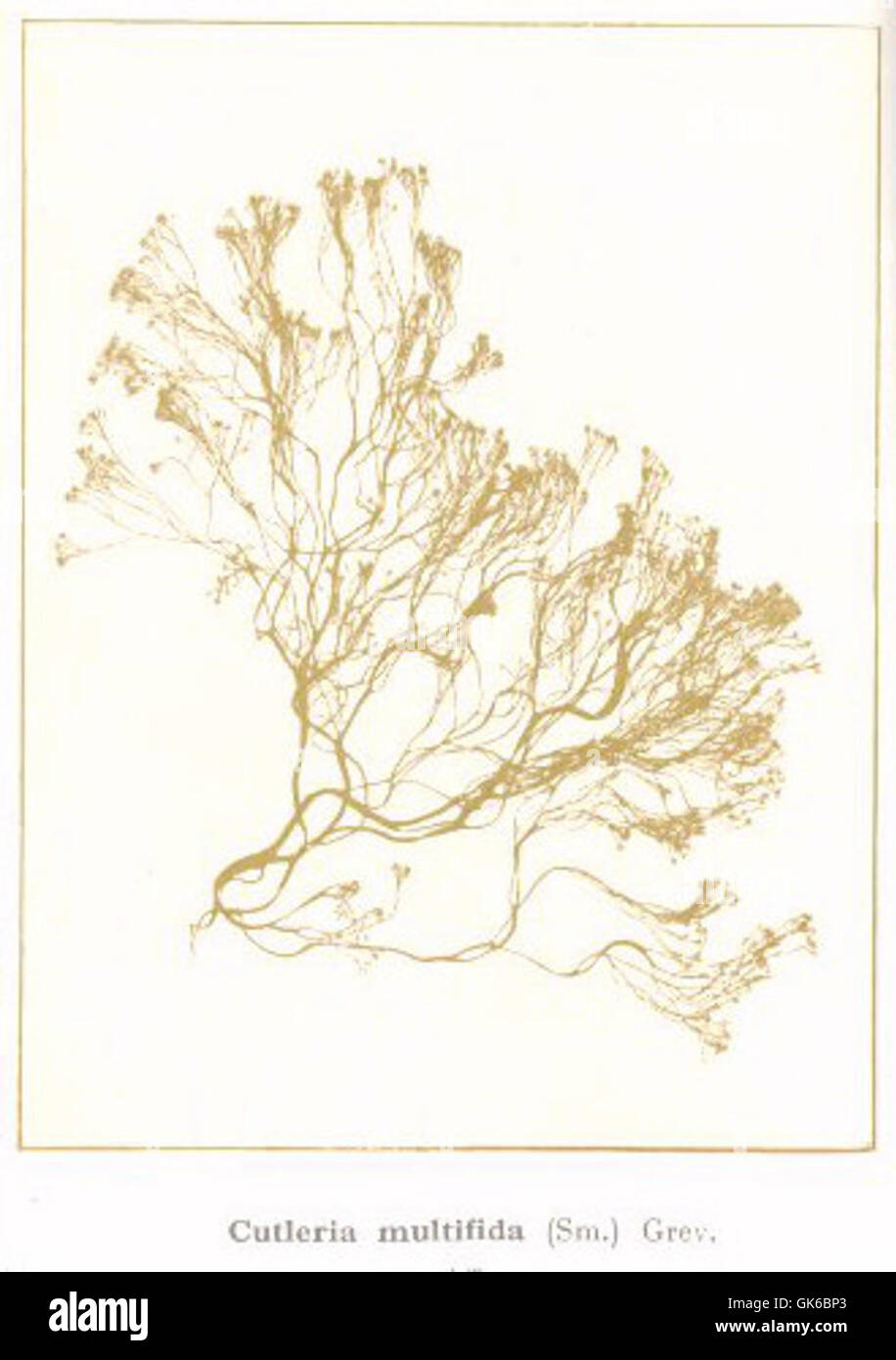 Cutleria multifida, a species of brown algae, is known for its ...