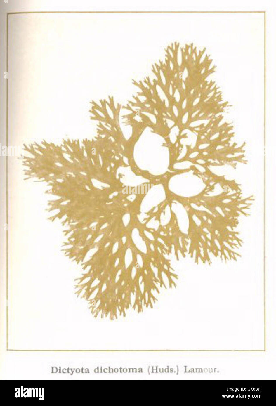 Cutleria multifida is a species of brown algae found in coastal regions ...