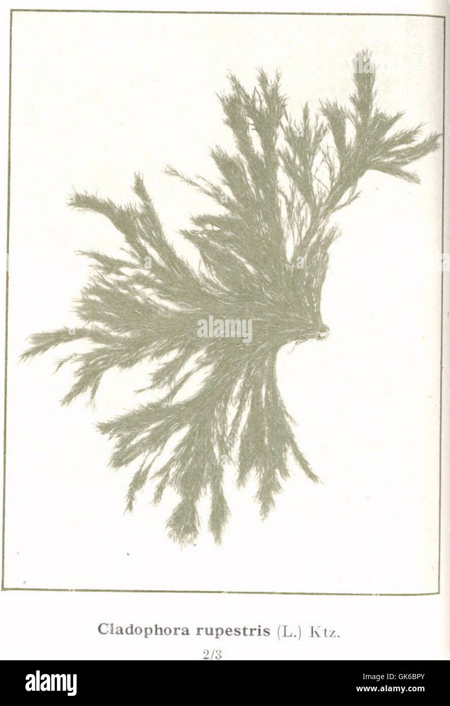 Food web producers hi-res stock photography and images - Alamy