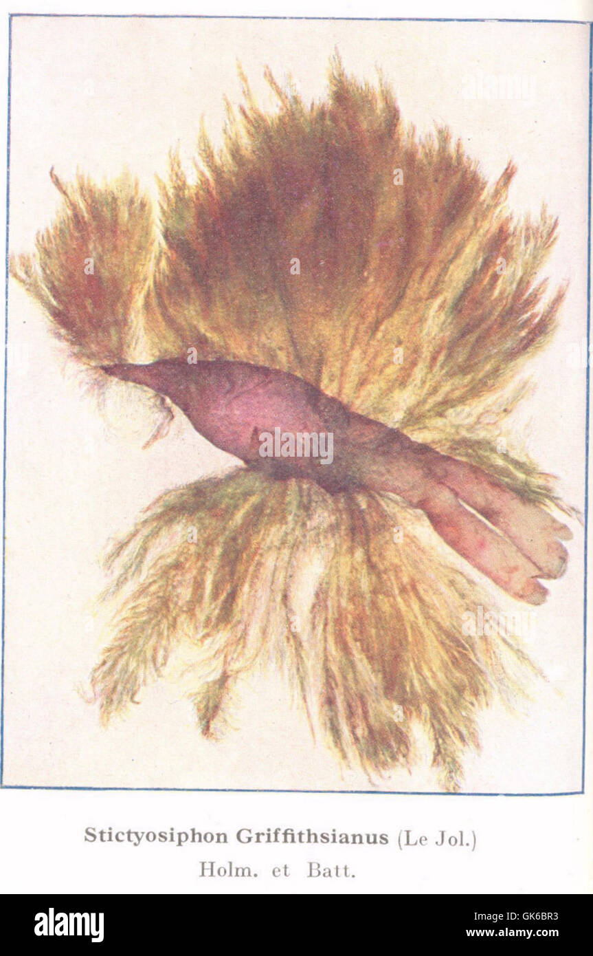 Pheophyceae hi-res stock photography and images - Alamy