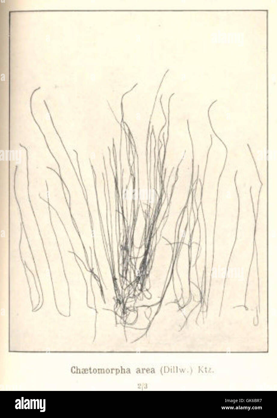 Chaetomorpha aerea hi-res stock photography and images - Alamy