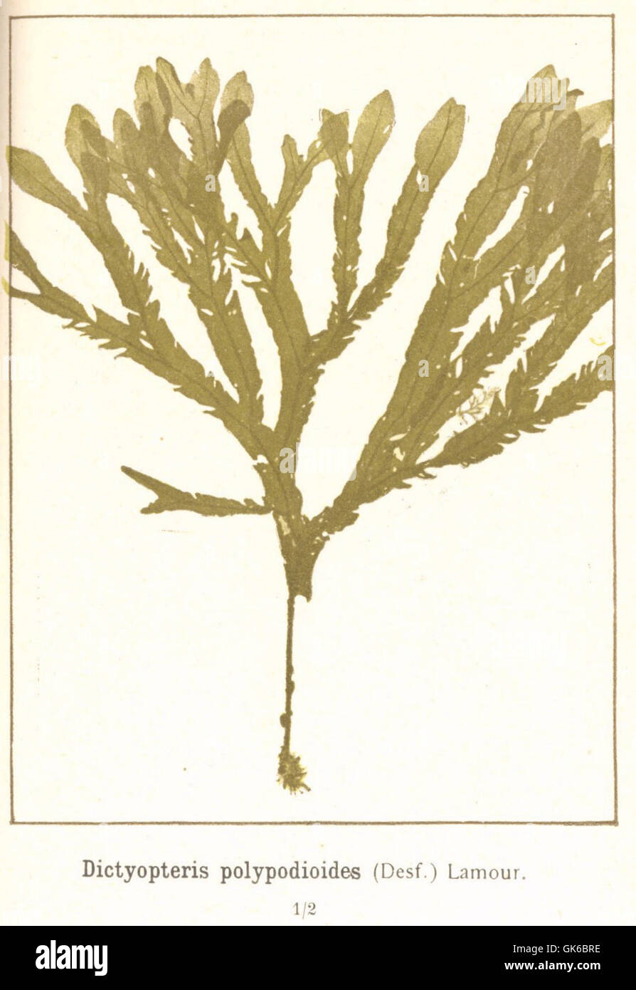 Dictyopteris polypodioides is a species of brown algae, part of the ...