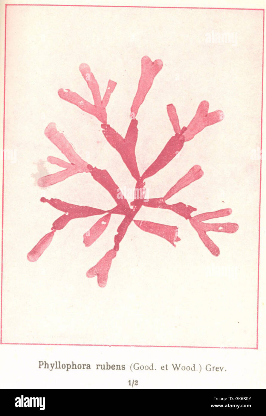 *Phyllophora rubens*, a species of red algae from the Rhodophyceae ...