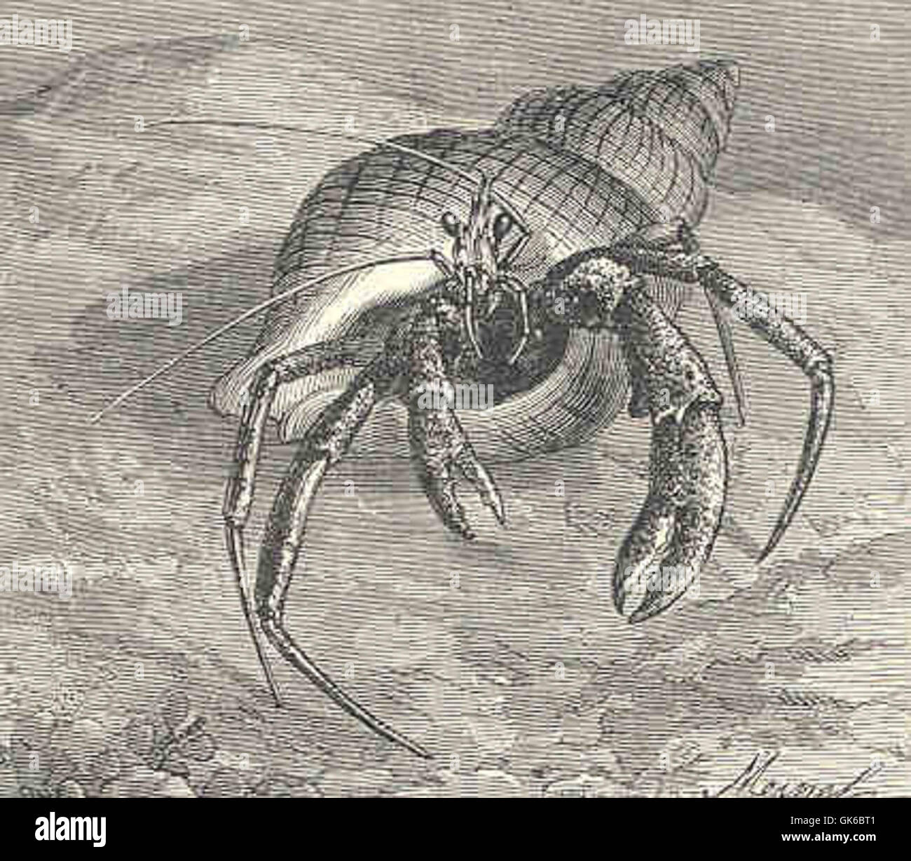 Bernard lermite hi-res stock photography and images - Alamy