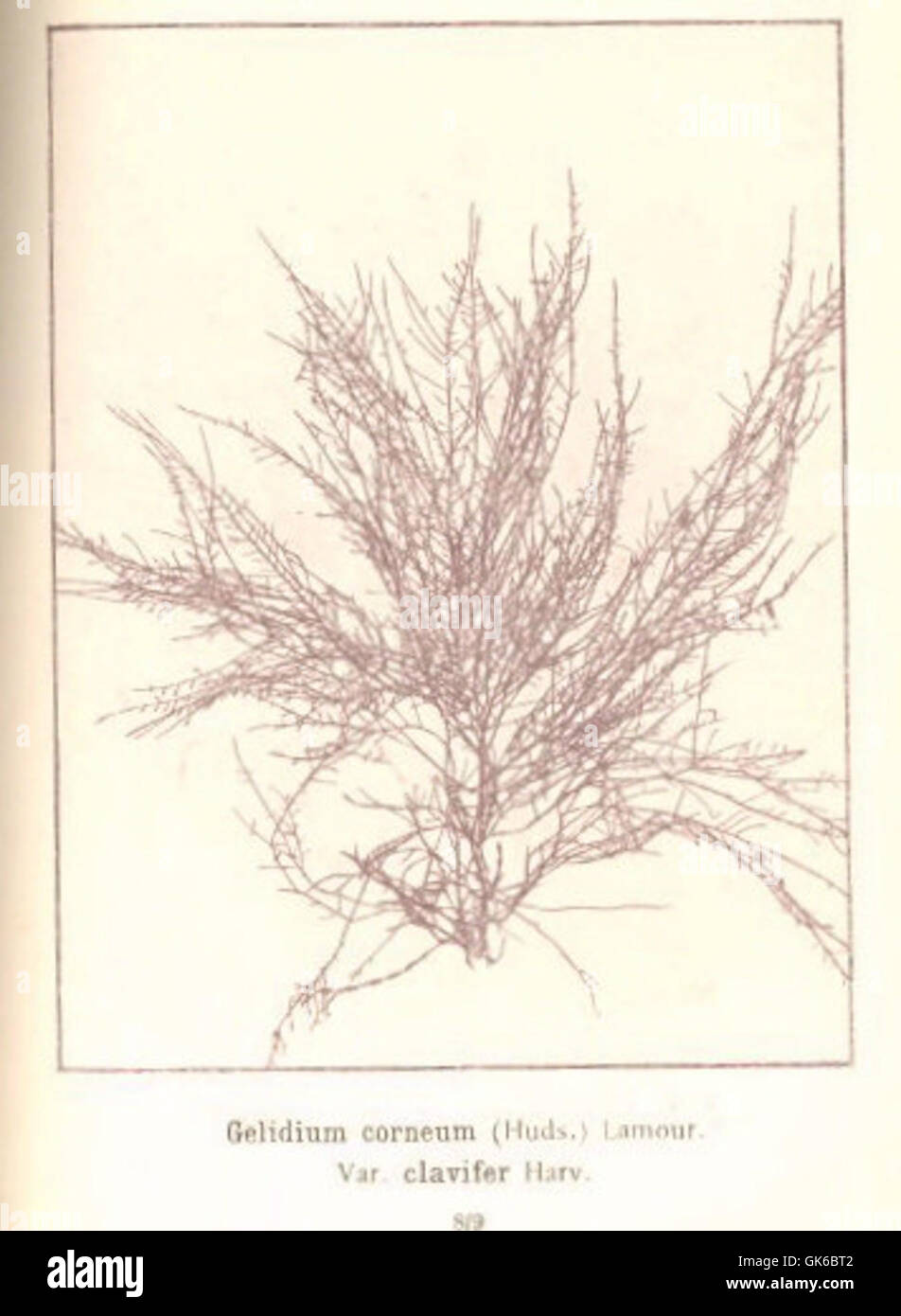 Gelidium corneum hi-res stock photography and images - Alamy