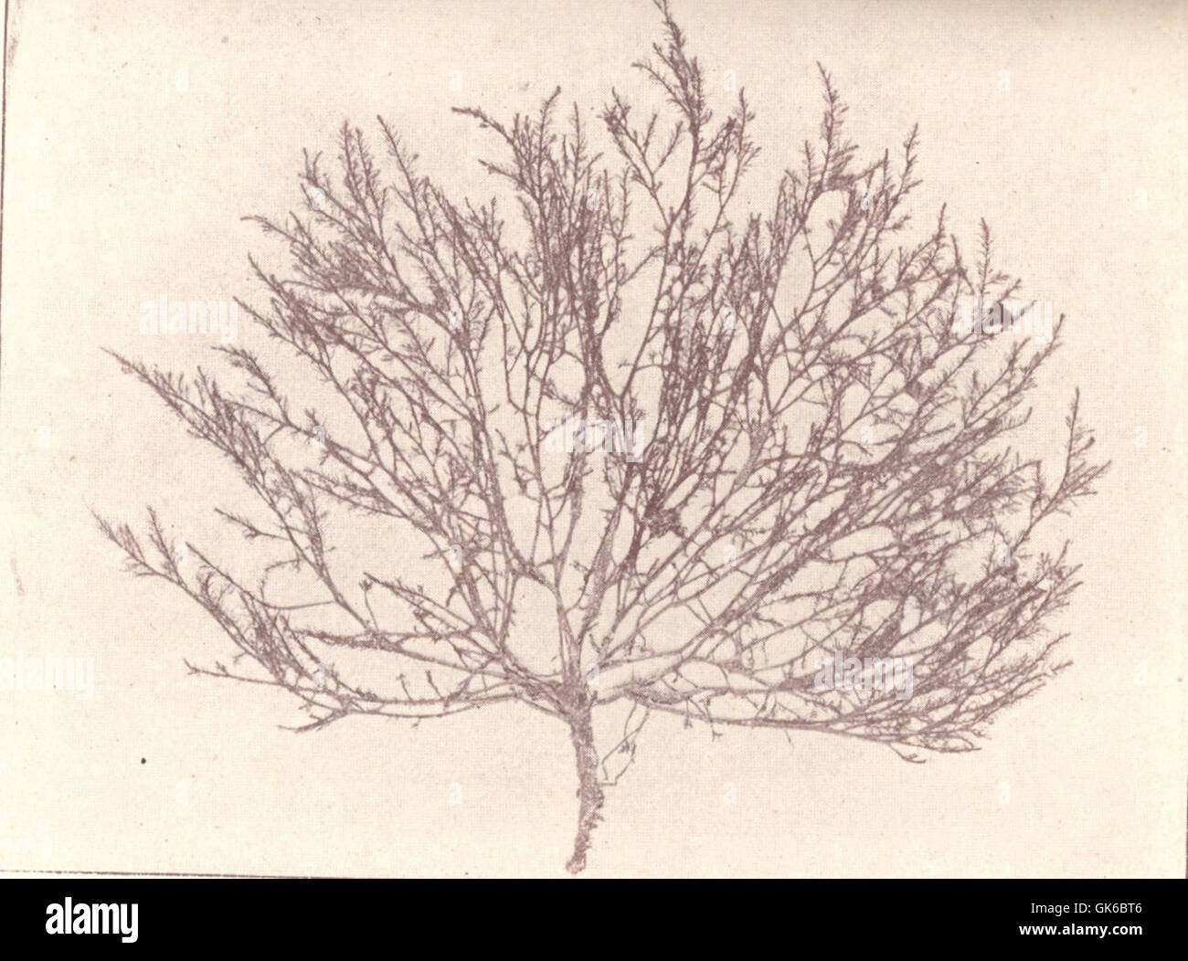 Scientific illustration of *Spyridia filamentosa*, a species of red ...