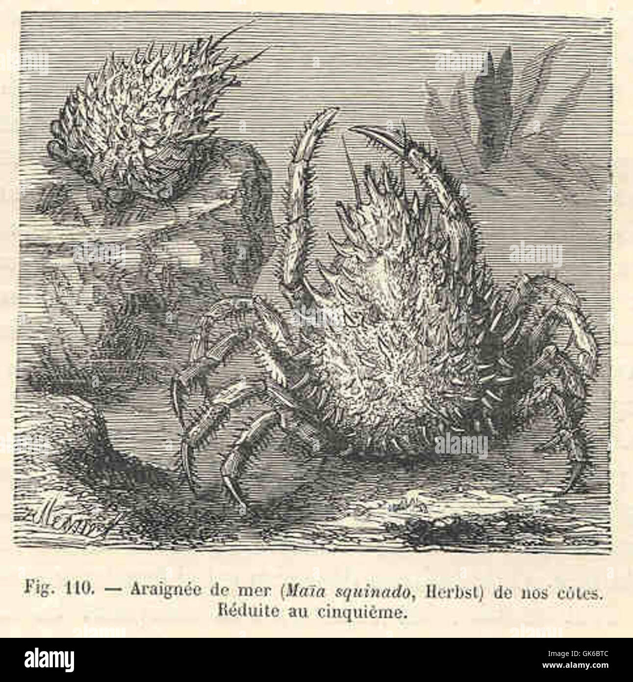 Araignee de mer hi-res stock photography and images - Alamy