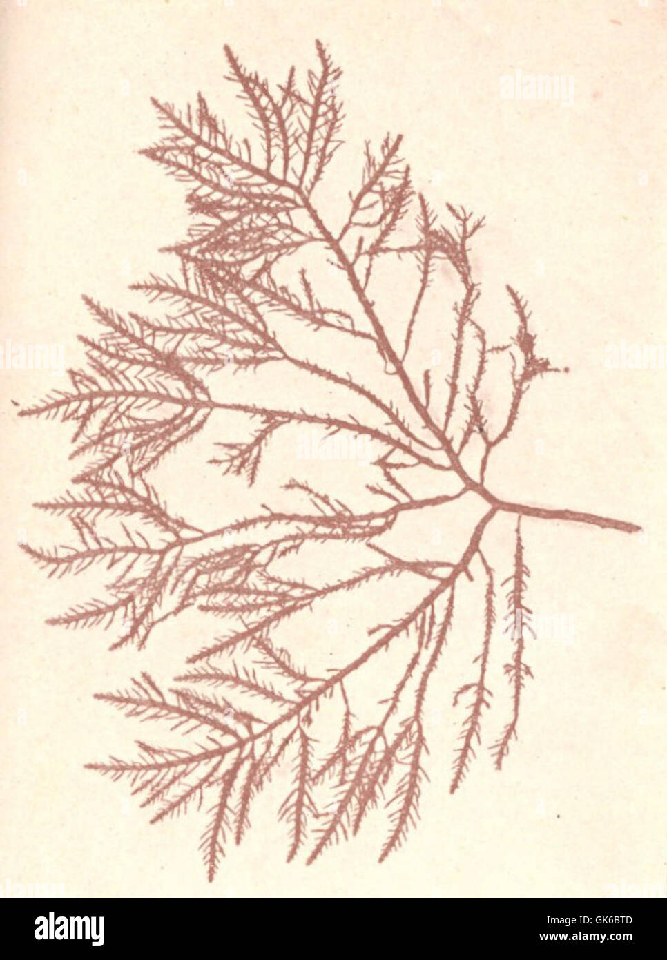 Algae gelidium hi-res stock photography and images - Alamy