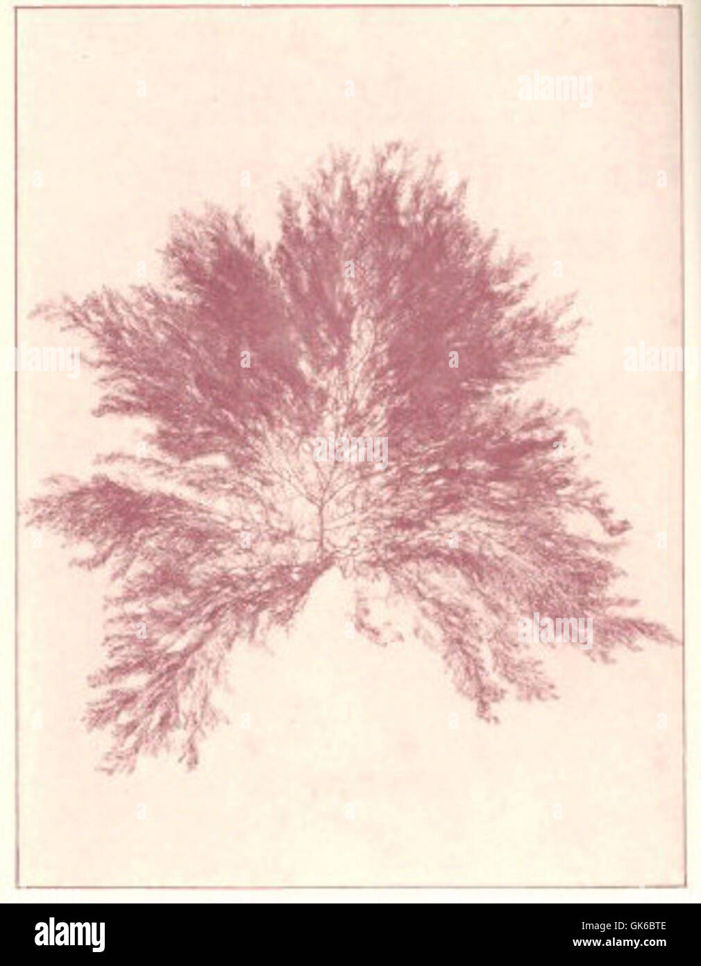 Callithamnion corymbosum hi-res stock photography and images - Alamy