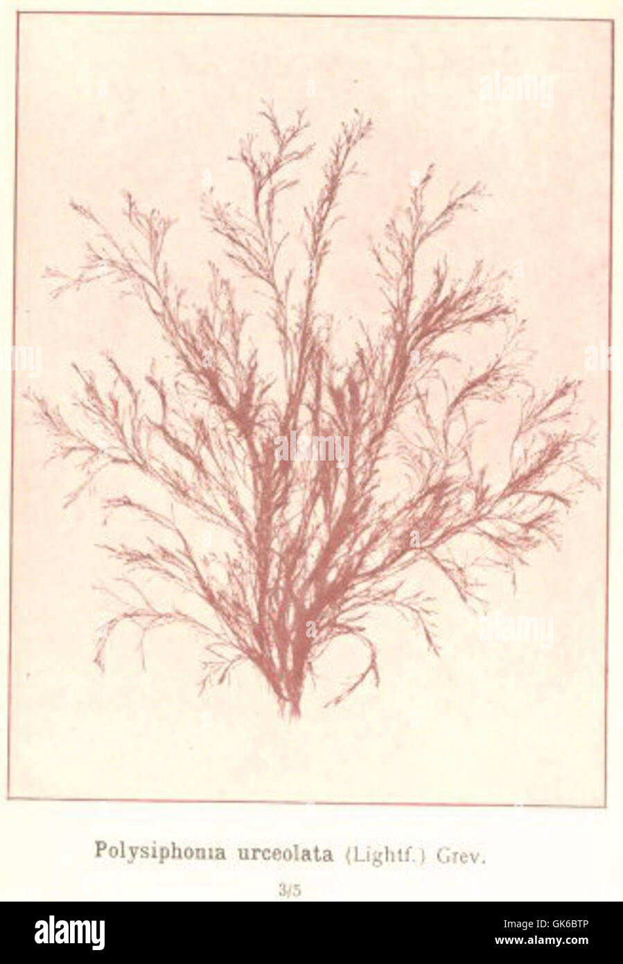 *Polysiphonia urceolata* is a species of red algae (Rhodophyceae) that grows in marine ...