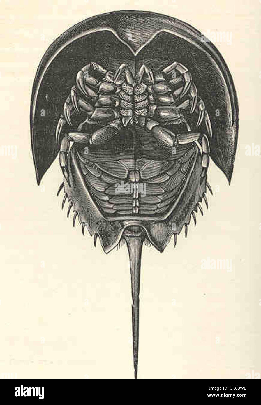 *Limulus polyphemus*, also known as the horseshoe crab, is a species ...